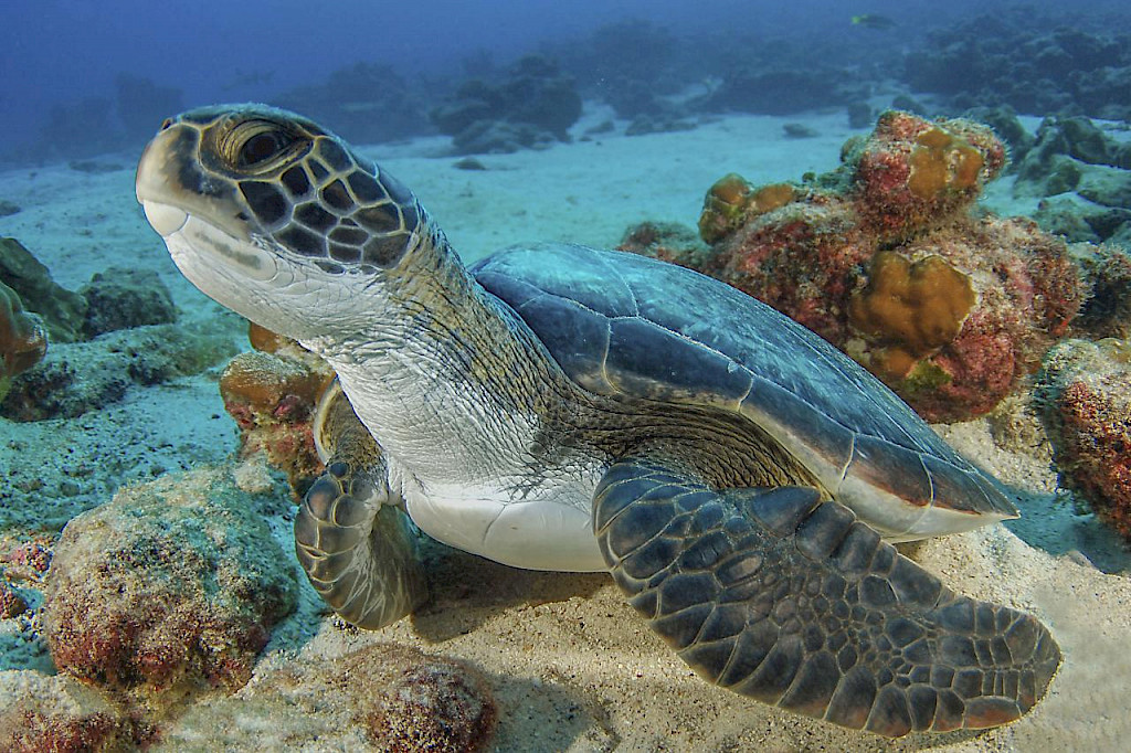 Discover the Hidden Secrets of Colombia’s Pacific Coast Uncover South ...